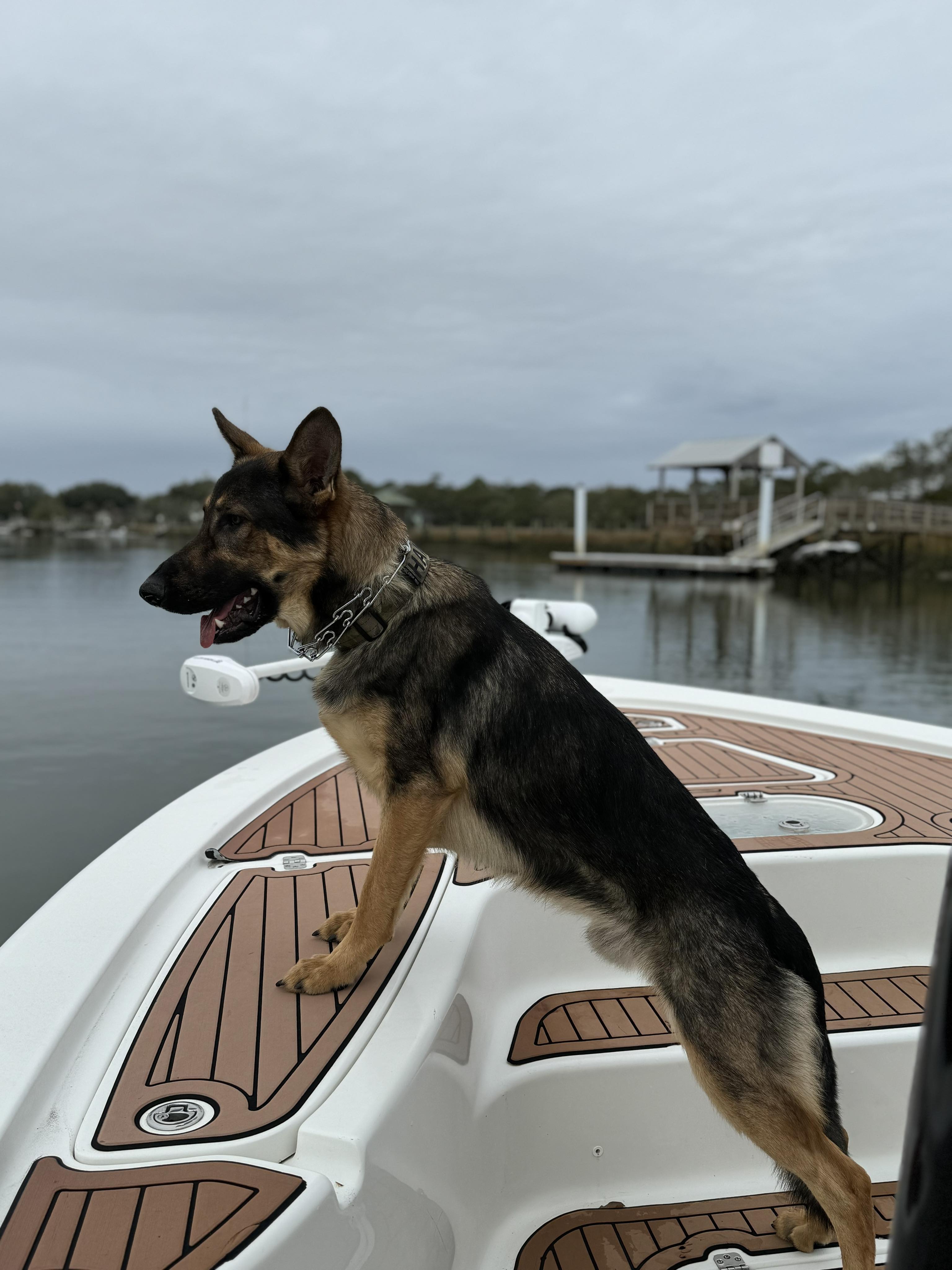 Our Alpha Litter born 2/1/2023 – Sealey Shepherds